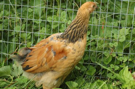 Buff Brahma Off Type Cockerel Backyard Chickens Learn How To