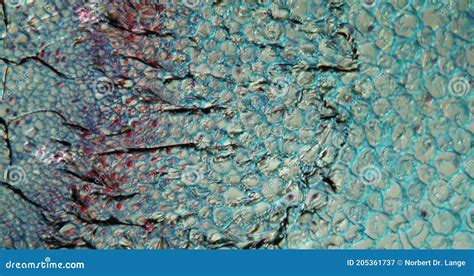 Bean Root In Cross Section Stock Video Video Of Secretion 205361737