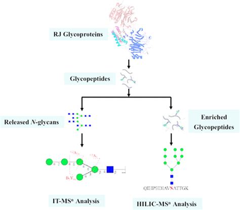 Site Specific Analysis Of N Linked Glycosylation Heterogeneity From