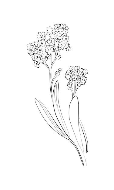 Premium Vector Hand Drawn Line Drawing Sage Flowers With Leaves