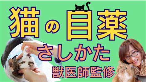 猫の目薬のさしかたガイド：スムーズにできる6つのステップ 獣医師監修 ペット長生き総研