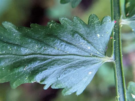 Asplenium Auriculatum Ferns And Lycophytes Of The World