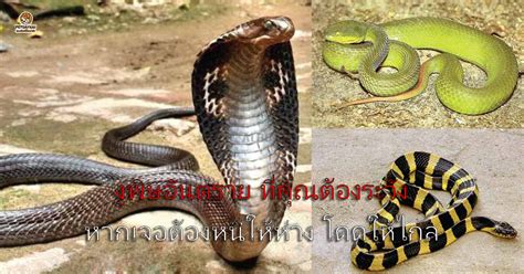 งพษอนตราย ทคณตองระวง หากเจอตองหนใหหาง โดดใหไกล สตวเลยง เลยงหมา เลยงแมว