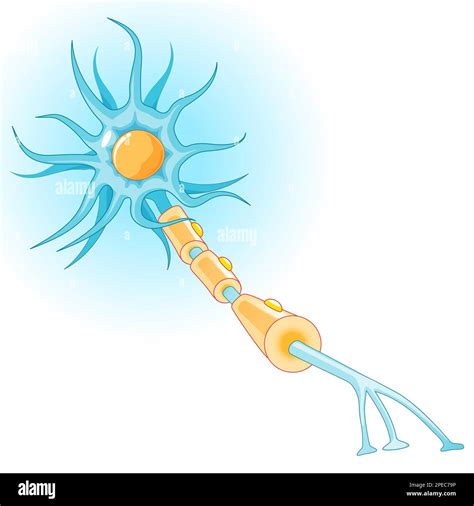 Anatomy Of A Typical Neuron Structure Of Nerve Cell Axon Synapse Dendrite Myelin Sheath