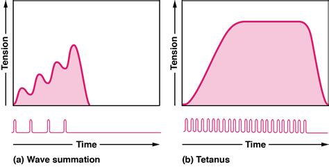 A Continuous Smooth Contraction Of Muscle In Which Twitches Are Fully Fused Is Referred To As