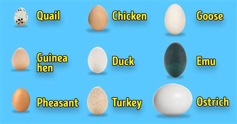 What Types Of Eggs There Are 5 Minute Crafts
