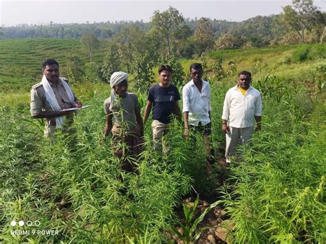 Hemp Crop Planted Between Maize And Tur In Hilly Field Seized Worth Rs