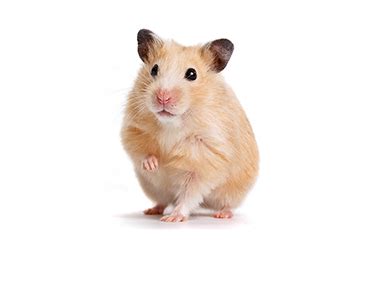 HYDERABAD PEST CONTROL