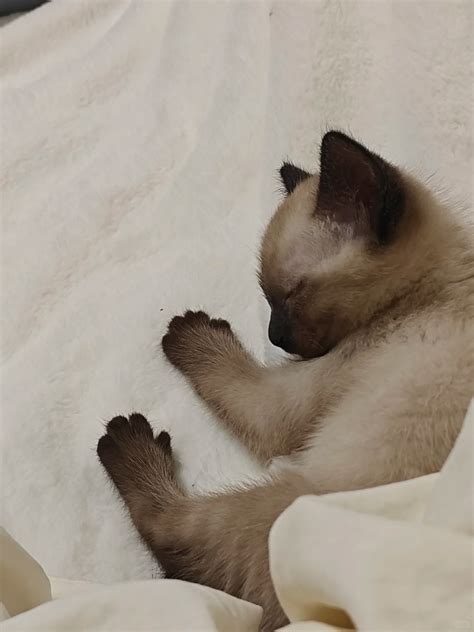 暹罗猫价格多少钱一只合适？ 知乎