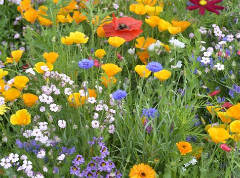 Deadheading Wildflowers Yes Or No Growing Guides Daltons