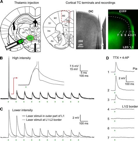 Thalamic Control Of Layer 1 Circuits In Prefrontal Cortex Journal Of