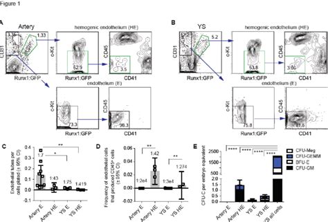 Isolation And Functional Characterization Of Hemogenic Endothelial He