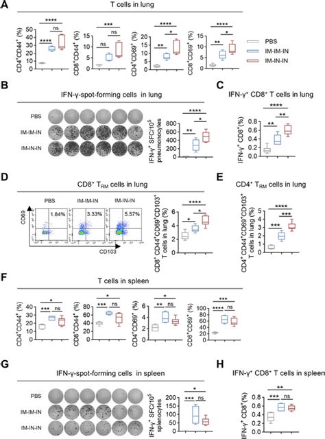 Combining Intramuscular And Intranasal Immunization With The Mf59‐adjuvanted Respiratory