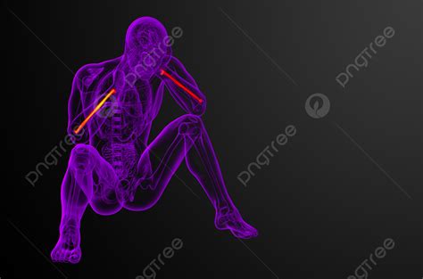 Radius Bone 3d Medical Illustration Rendered Science Radius Humerus