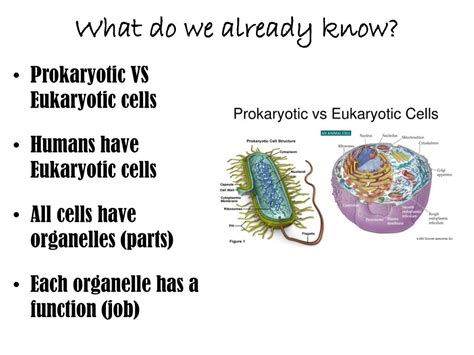Ppt The Cell Cycle And Cell Division Powerpoint Presentation Free Download Id 6854294