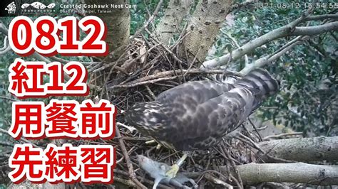 20210812 紅12用餐前先練習 大安森林公園鳳頭蒼鷹育雛直播 Youtube