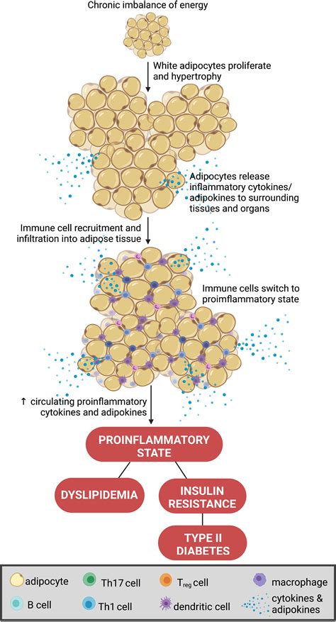 Frontiers Sex Hormones Intestinal Inflammation And The Gut Free