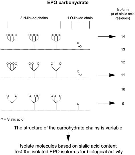 Schematic Of Epo Carbohydrate Structure And Epo Isoform Designation