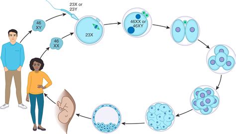 Meiosis Fertilization And Preimplantation Embryo Development