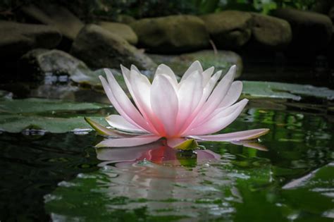 분홍색 수련 연못의 검은 물 녹색 나뭇잎과 오래 된 돌의 배경에서 Marliacea 아 또는 로터스 꽃 0명에 대한 스톡 사진