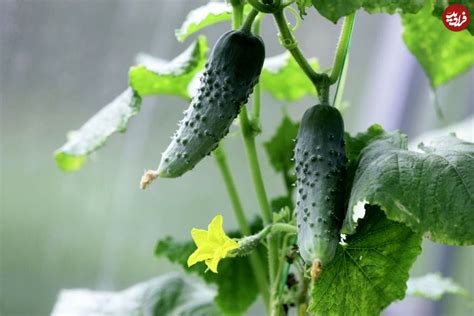 ویدئو باور نمیکنی به همین سادگی میشه تو گلدون خیار کاشت