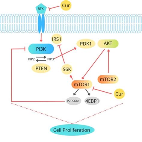 Targeting Anti Cancer Signals By Curcumin Download Scientific Diagram