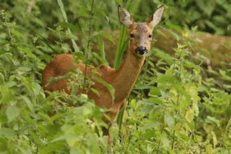 Roe Deer Facts Behavior Habitat Diet Pictures And More