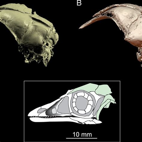 Shape Analysis And Segmentation Of A Ct Scan Of The Skull Of The London