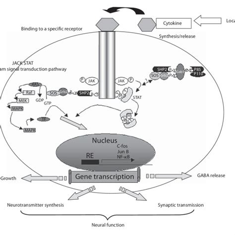 Model Of Signaling Of The Cytokine Cytokine Receptor Complex In The