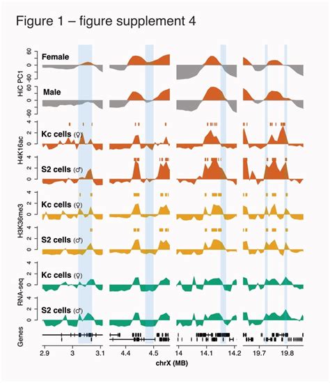 Figure Supplement 4 Example Regions Switching Compartments