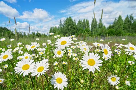 Gänseblümchen Auf Einer Wiese am Sommersonnenuntergang Stockbild Bild