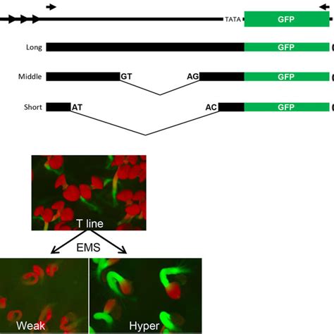 Gfp Reporter Gene System And Gfp Phenotypes In Mutants A The Gfp