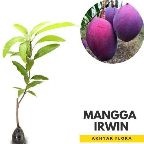Jual OBRALLAN Bibit Mangga Irwin Tanaman Buah Mangga Irwin Erwin Mangga