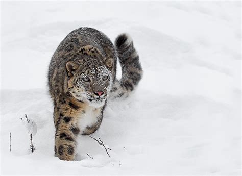 Snow Leopard Prowling Smethwick Photographic Society