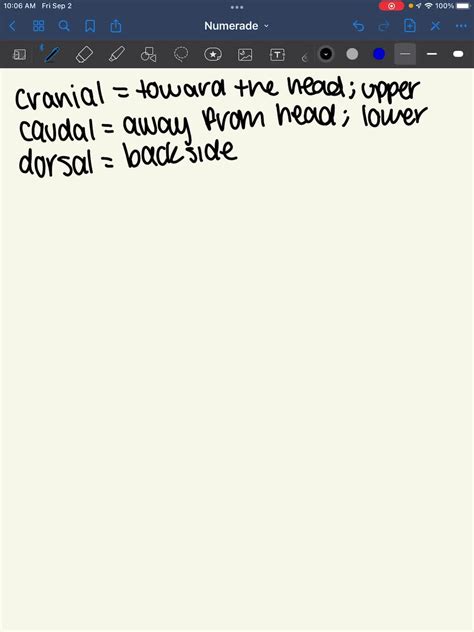 What Structure Is A Nephron Medulla Pelvis Cortex