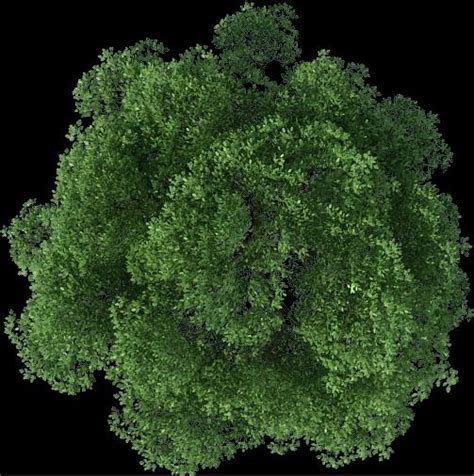 Tree Photoshop Png Tree Photoshop Image Icon Tree Images