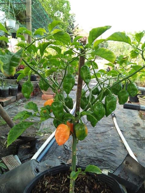 Ghim của glenda trên campo Thực vật Cánh Cây