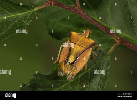 Tree Bug Carpocoris Fuscispinus On A Leaf Baden Wuerttemberg
