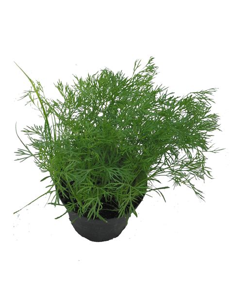 Dill Ella 10 G 7080 1
