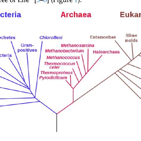 The Universal Phylogenetic Tree In Rooted Form Showing The Three