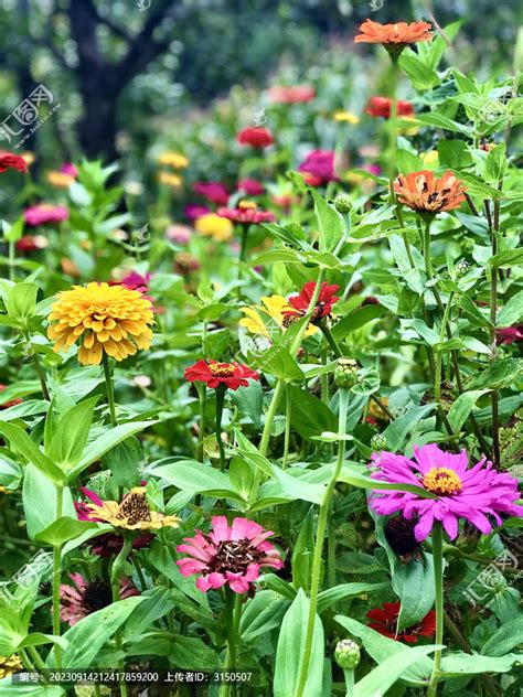 百日菊 花卉 植物花草 摄影素材 汇图网www huitu
