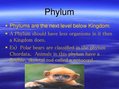 Classification Ppt Download