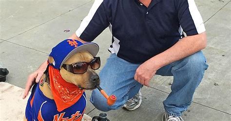 My Dad Hover Handed The Citi Field Mets Dog Imgur