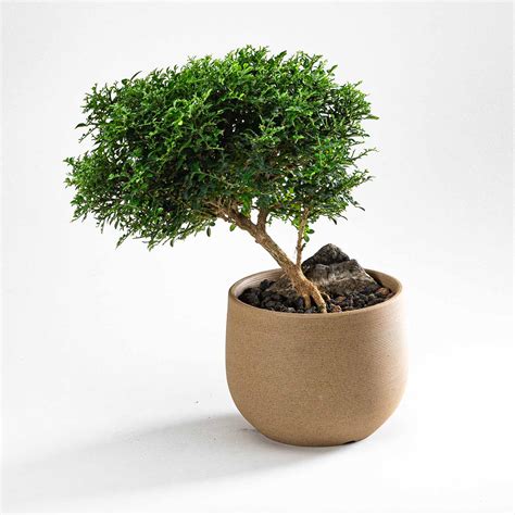 Dwarf Murraya Paniculata