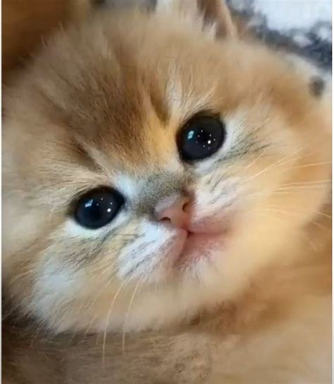 Pin De Xxx Em Cats Lindos Filhotes Animais Lindos Gatinhos Fofos