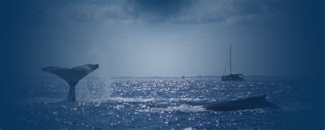 Montauk Sport Fishing Montauk Charter Boat Shark Fishing Lady