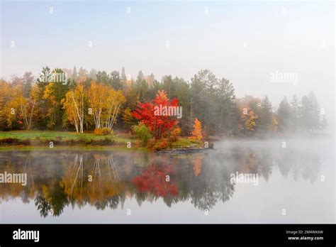 Autumn Trees On The Shore Of St Pothier Lake In Fog Greater Sudbury