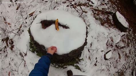 Panic Pancrease Youtube