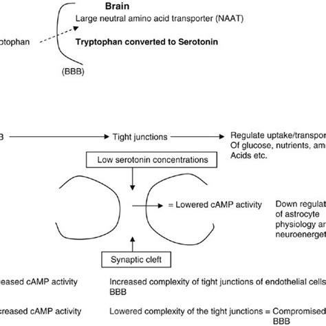 Production Of Serotonin From Tryptophan Download Scientific Diagram