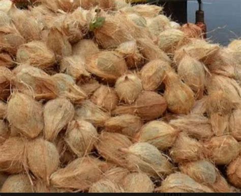 Natural Pooja Coconut Color Brown Packaging Type Loose At Best